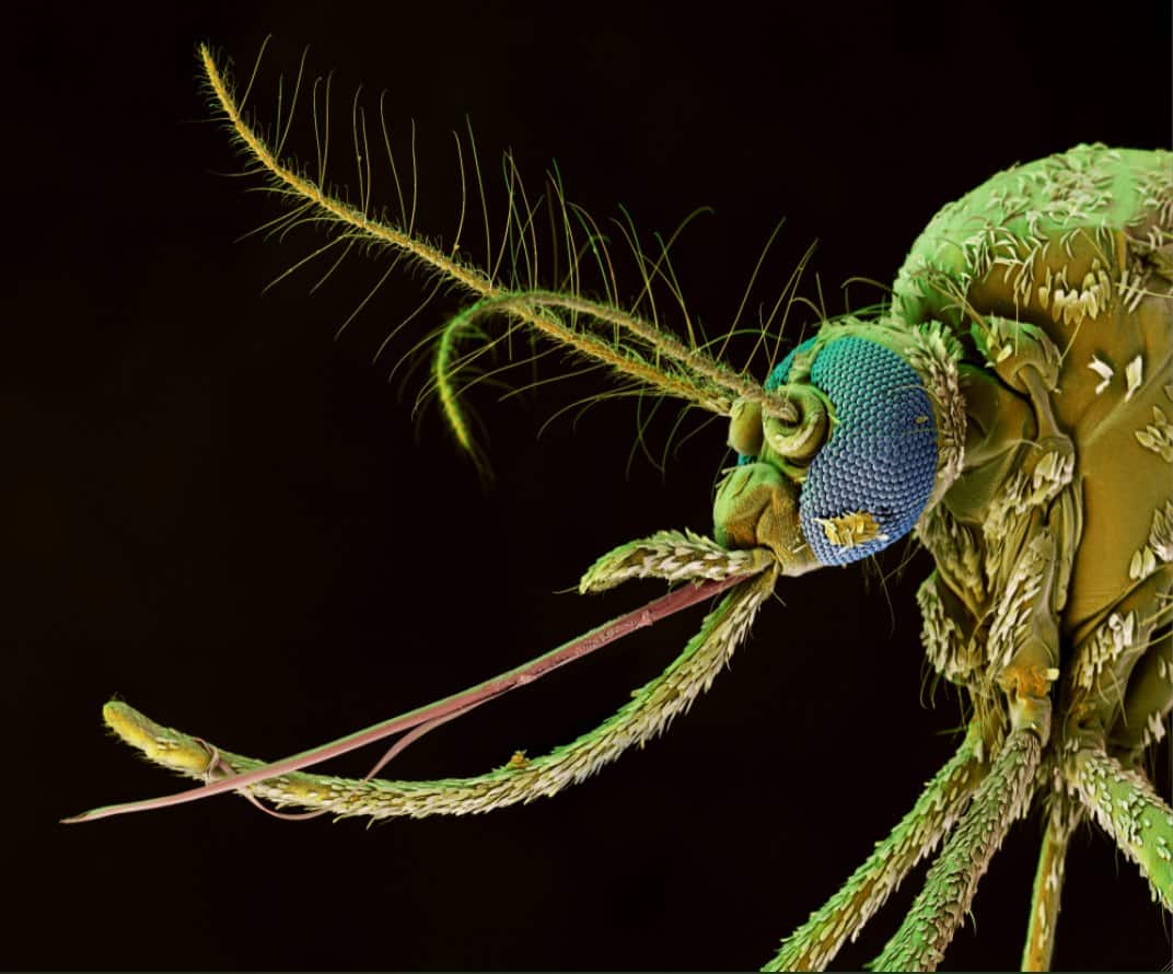 Medivir and Janssen in dengue fever research alliance - Pharmafile